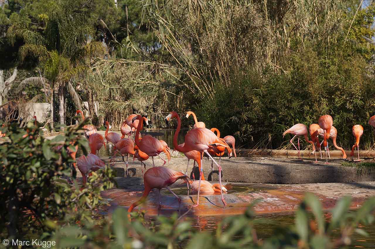 Visiter le zoo de Barcelone : infos, billets & horaires